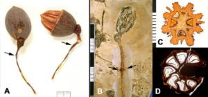 Davidia – the Dove Tree and its fossil record – International ...